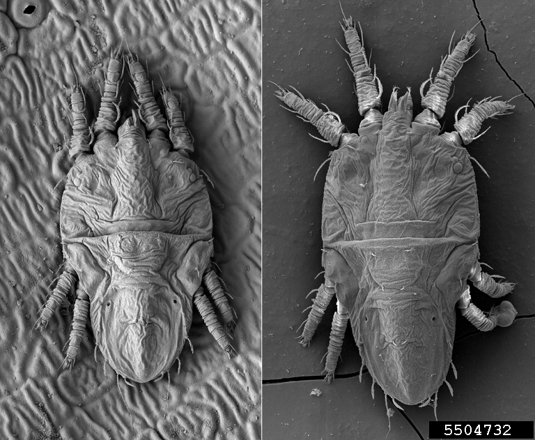 flat mite (Tenuipalpus pacificus Baker)