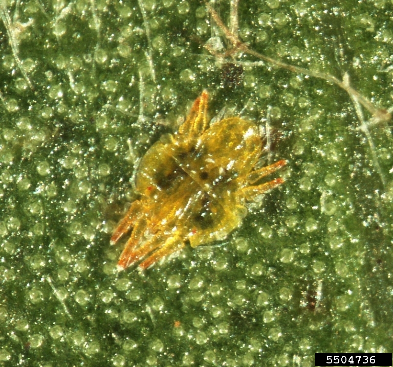 flat mite (Genus Tenuipalpus)