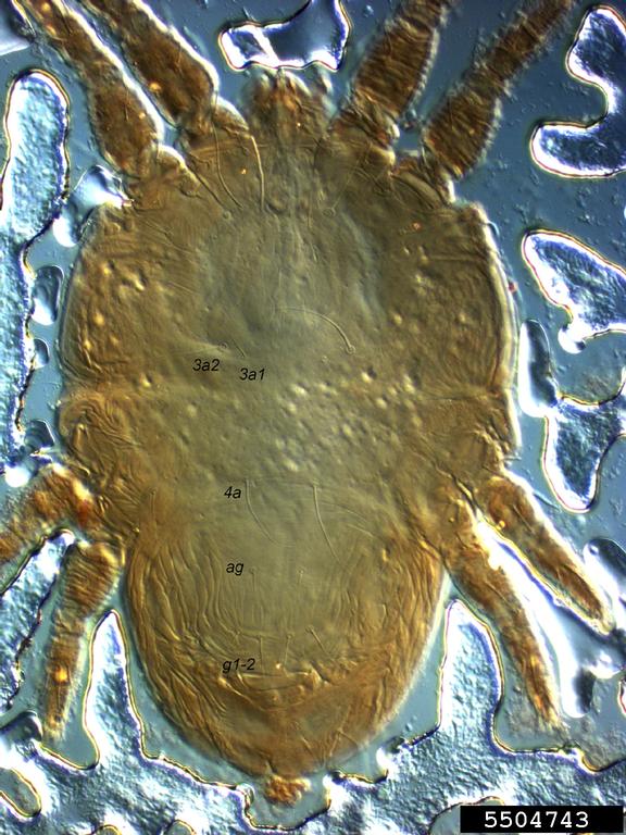 flat mite (Tenuipalpus crassulus)