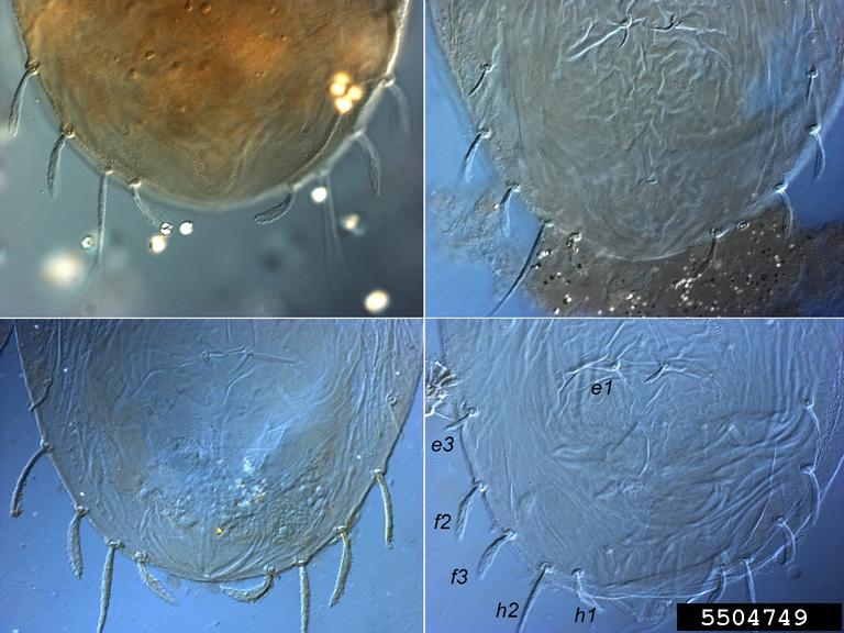 flat mite (Tenuipalpus pacificus)