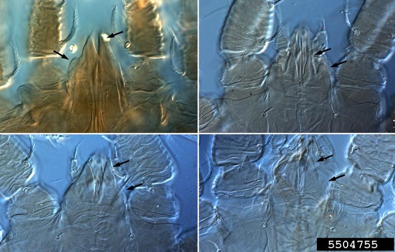 flat mite (Tenuipalpus pacificus Baker)