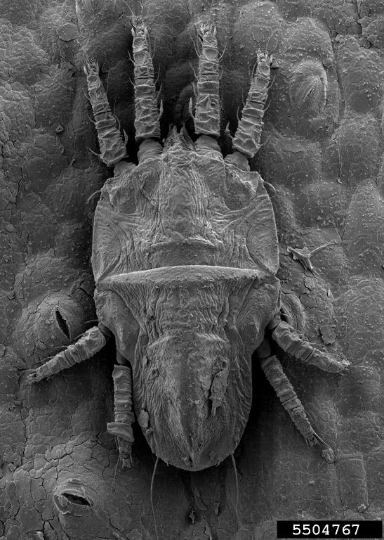 flat mite (Tenuipalpus sp. nov nr crassulus)