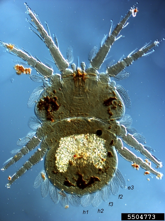 flat mite (Genus Ultratenuipalpus)