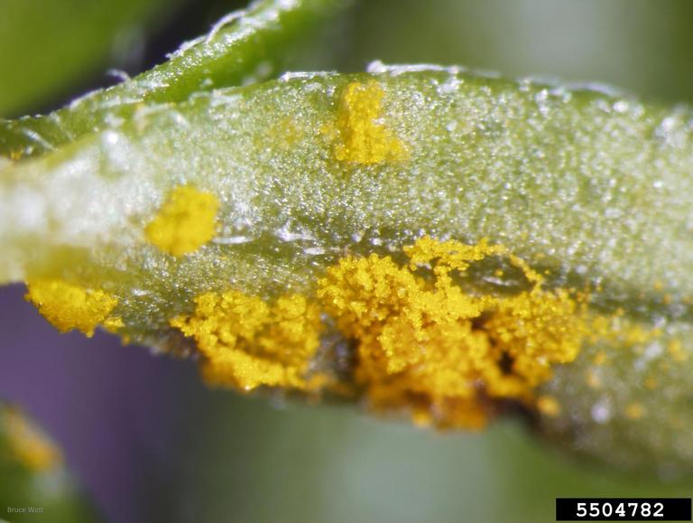 guava rust (Puccinia psidii)