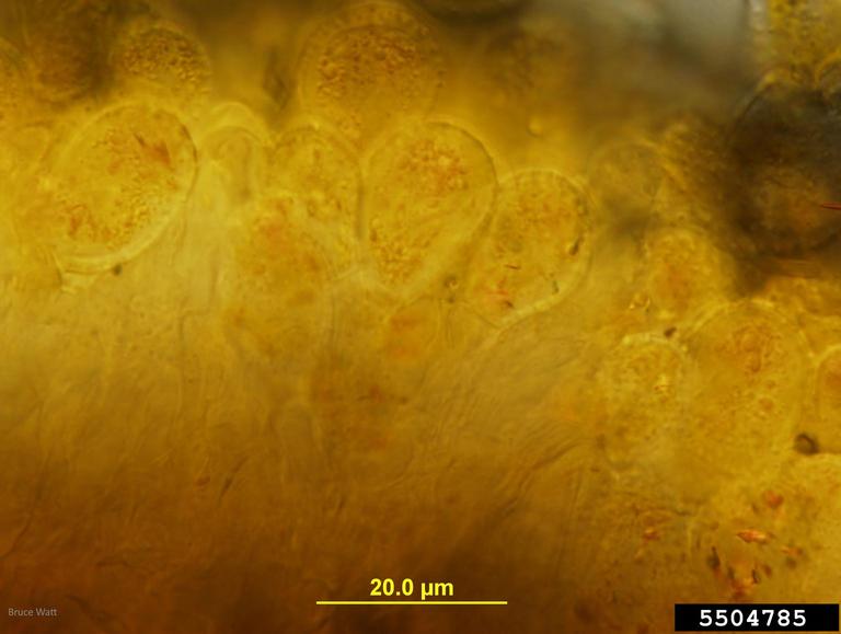 guava rust (Puccinia psidii)