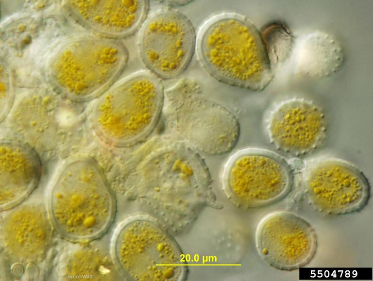 guava rust (Puccinia psidii)