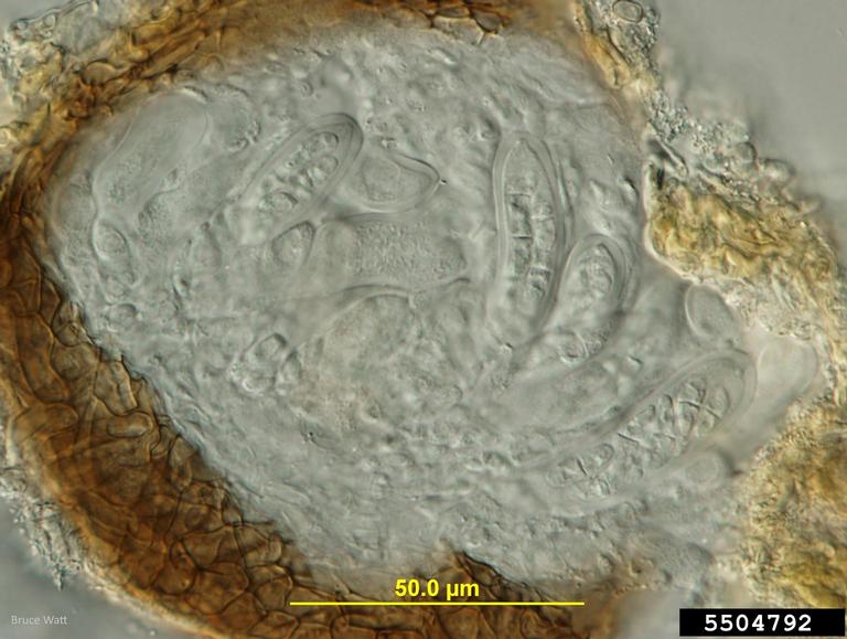 Ascochyta blight of pea (Didymella pinodes (Berk. & A. Bloxam) Petr. 1924)