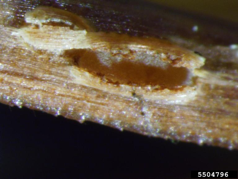 Cyclaneusma needle cast (Cyclaneusma minus (Butin) Dicosmo, Peredo & Mint)