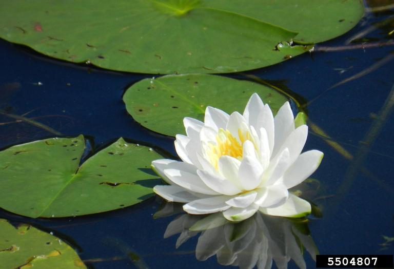 fragrant waterlily (Nymphaea odorata Ait.)