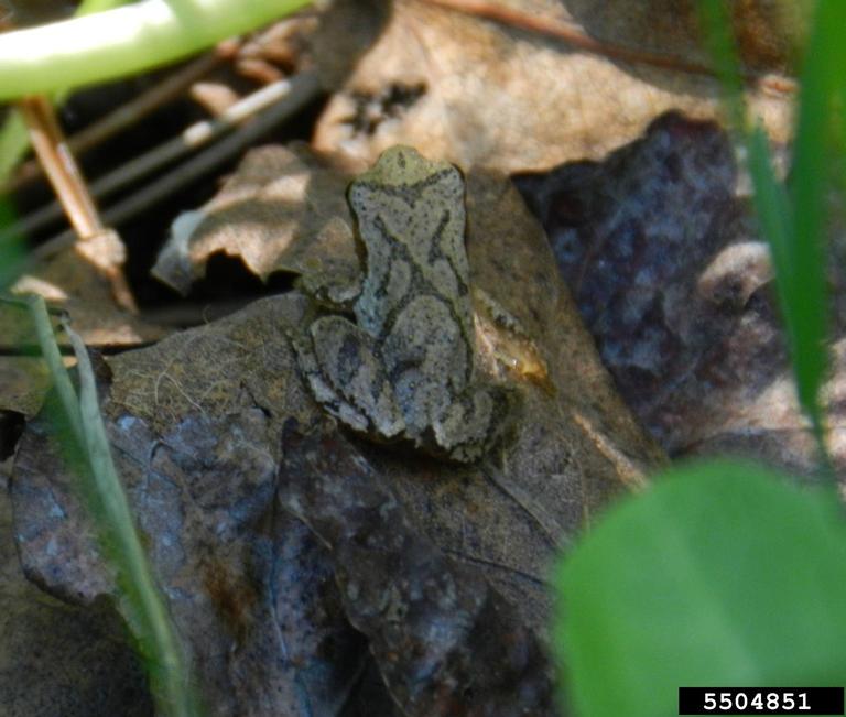 spring peeper (Pseudacris crucifer (Wied-Neuwied, 1838))