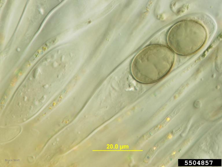 needle blight of cedar (Didymascella thujina (E. J. Durand) Marie)