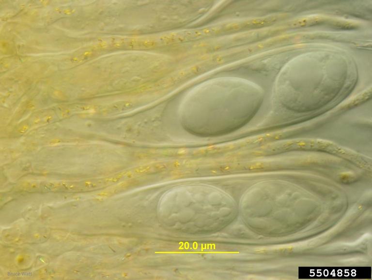 needle blight of cedar (Didymascella thujina (E. J. Durand) Marie)