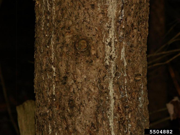 white spruce (Picea glauca)