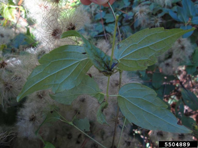 devil's darning needles (Clematis virginiana L)