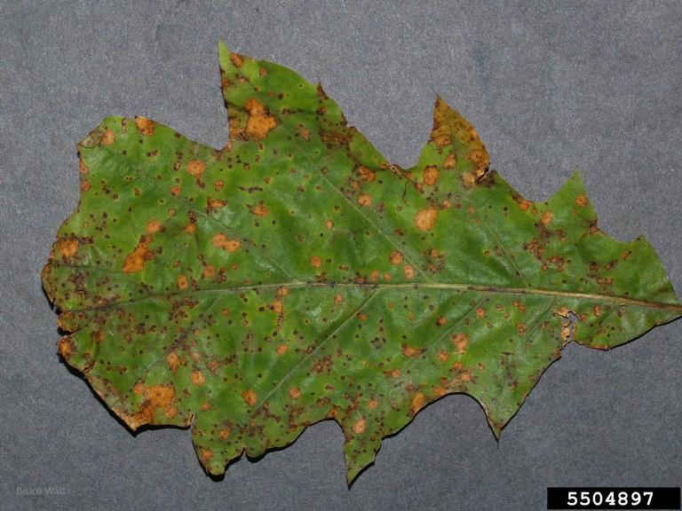 leaf spot (Tubakia dryina (Sacc.) B. Sutton)