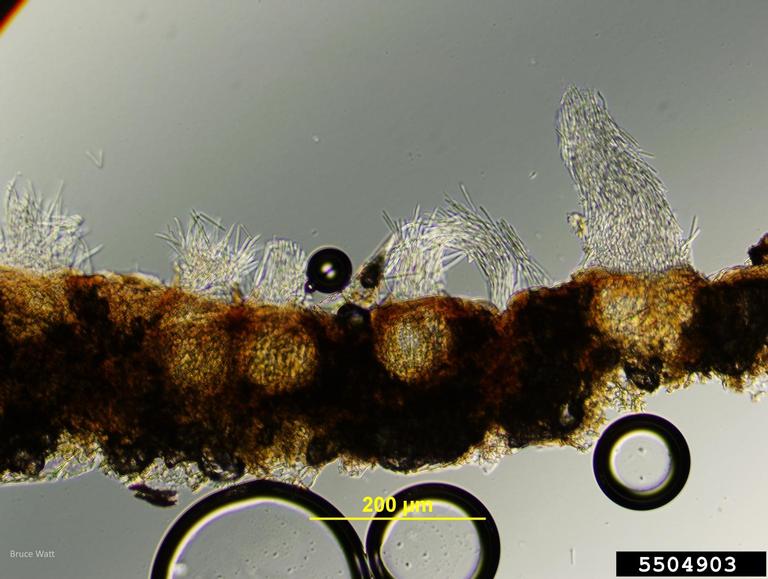Septoria leaf spot (Septoria helianthi ) on sunflower (Helianthus spp ...