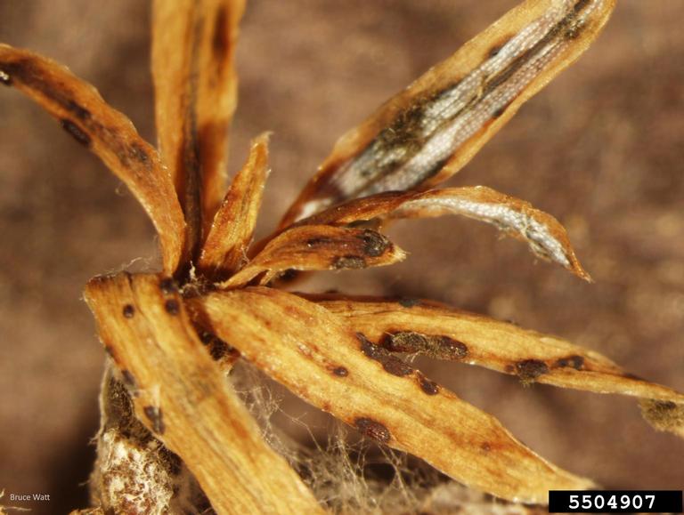 hemlock rust (Melampsora farlowii (Arthur) Davis)