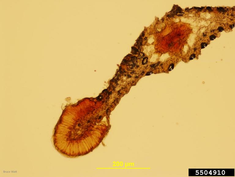 hemlock rust (Melampsora farlowii (Arthur) Davis)