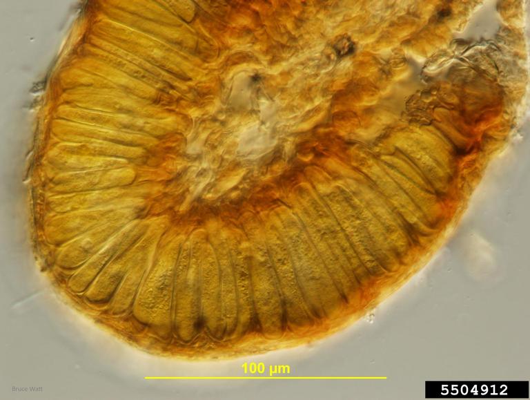 hemlock rust (Melampsora farlowii (Arthur) Davis)