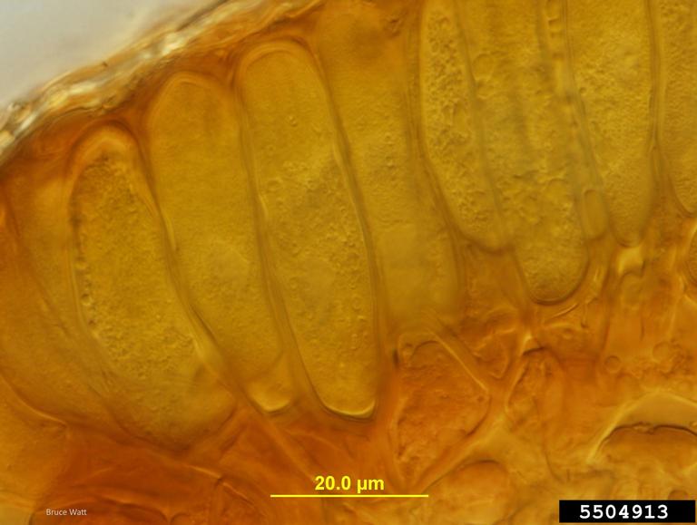 hemlock rust (Melampsora farlowii (Arthur) Davis)