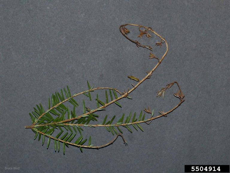 hemlock rust (Melampsora farlowii ) on eastern hemlock (Tsuga ...