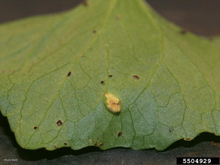 rust (Puccinia violae)