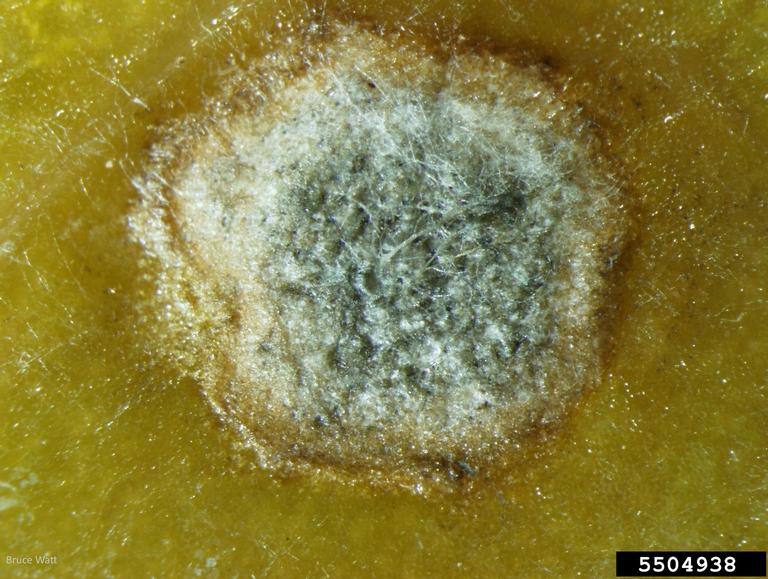 Cercospora leaf spot (Cercospora beticola)