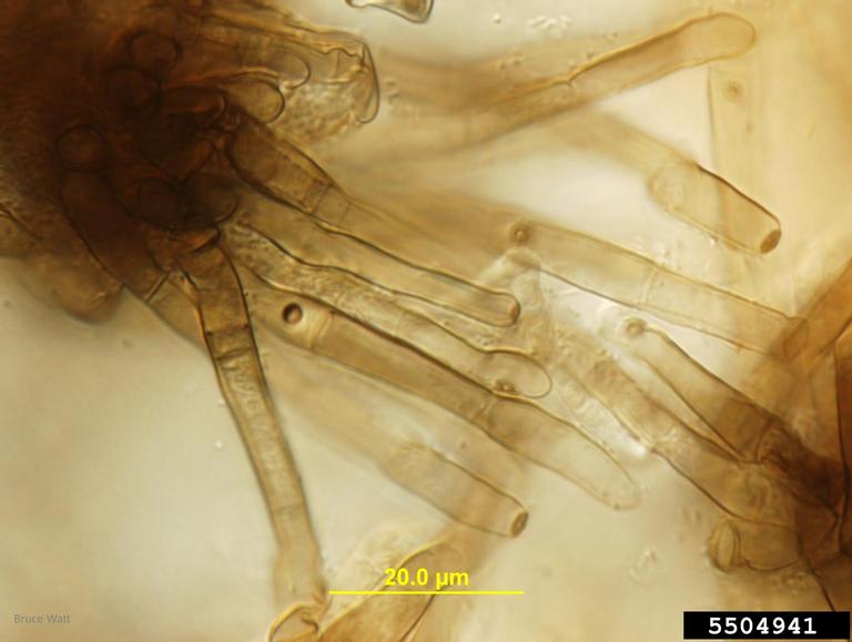 Cercospora leaf spot (Cercospora beticola Sacc.)