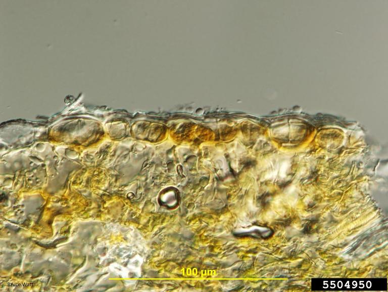 blueberry leaf rust (Naohidemyces vaccinii ) on highbush blueberry ...