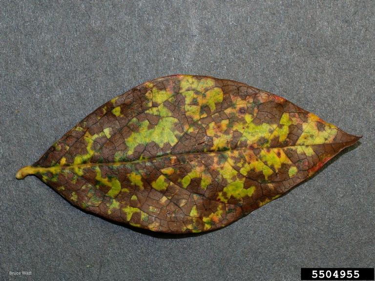 blueberry leaf rust (Naohidemyces vaccinii)