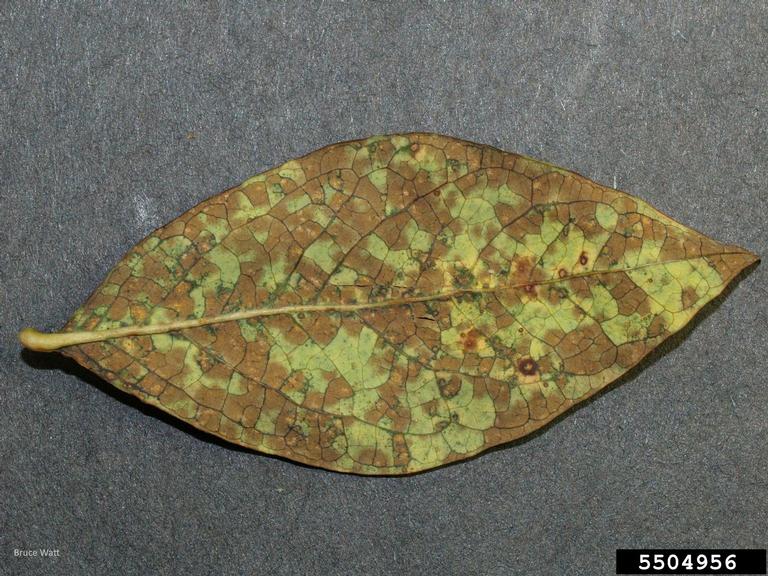blueberry leaf rust (Naohidemyces vaccinii)