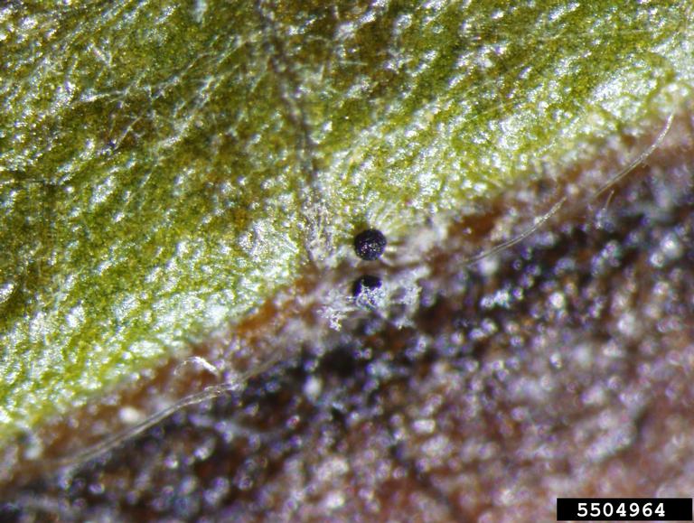 powdery mildew (Erysiphe spp. ) on birch (Betula spp. ) - 5504964