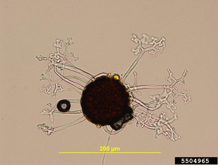 powdery mildew (Genus Erysiphe R. Hedw. ex DC.)