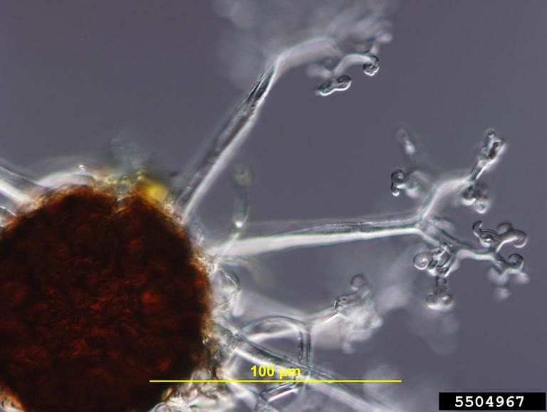 powdery mildew (Genus Erysiphe)