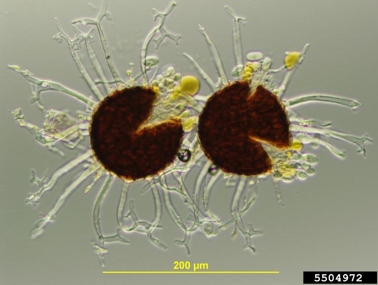 powdery mildew (Genus Erysiphe R. Hedw. ex DC.)