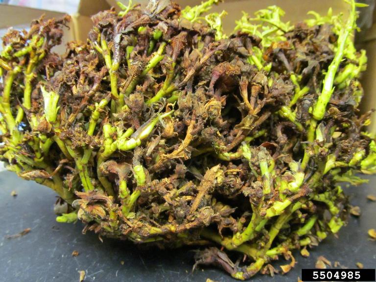 rose rosette disease (RRD) (Emaravirus Rose rosette disease)