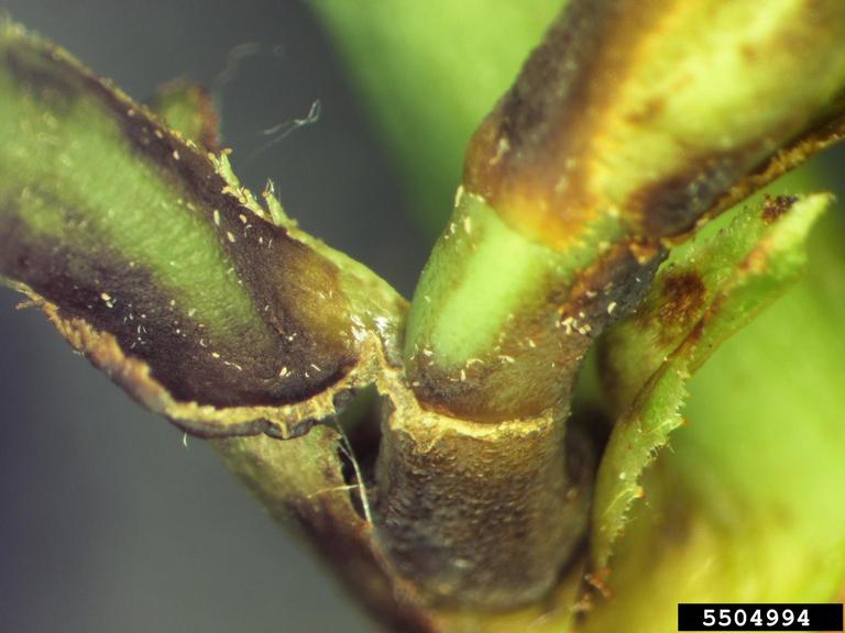 rose rosette disease (RRD) (Emaravirus Rose rosette disease)