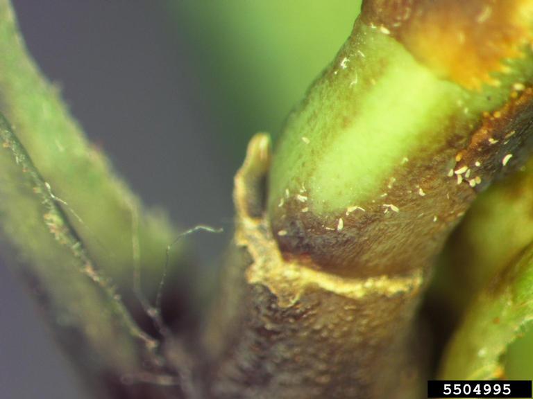 Rose rosette virus (RRV) (Emaravirus Rose rosette virus)