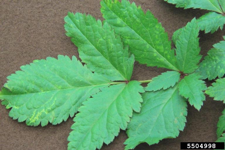 Tobacco Rattle Virus (TRV) (Tobravirus Tobacco Rattle Virus)
