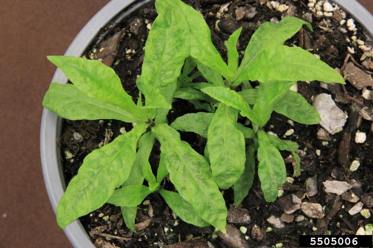 Tobacco Rattle Virus (TRV) (Tobravirus Tobacco Rattle Virus)