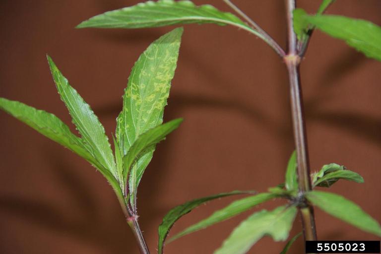 Tobacco Rattle Virus (TRV) (Tobravirus Tobacco Rattle Virus)