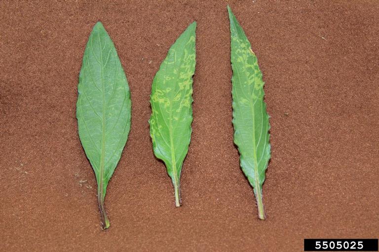 Tobacco Rattle Virus (Tobravirus Tobacco Rattle Virus (TRV))