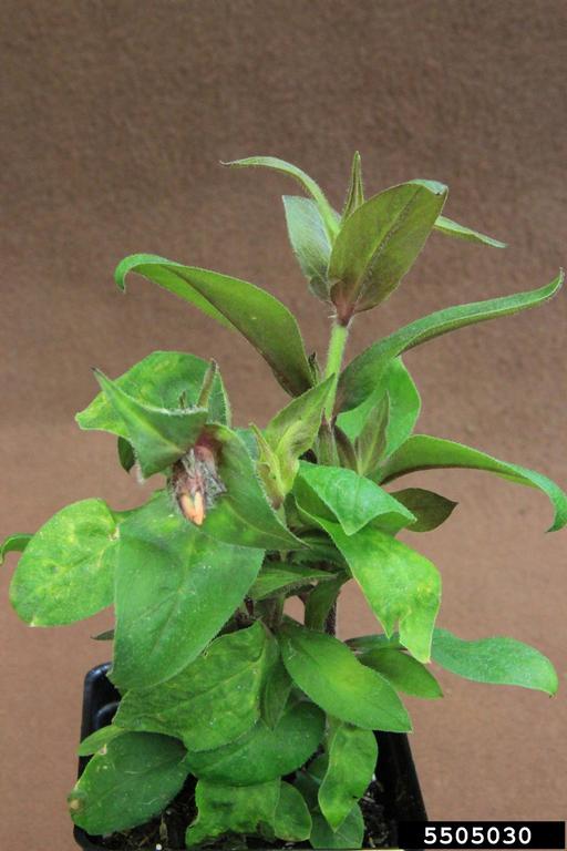 impatiens necrotic spot virus (INSV) (Tospovirus Impatiens necrotic ...