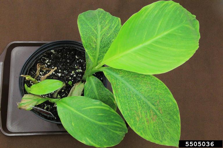 Canna Yellow Streak Virus (Potyvirus Canna Yellow Streak Virus (CaYSV))