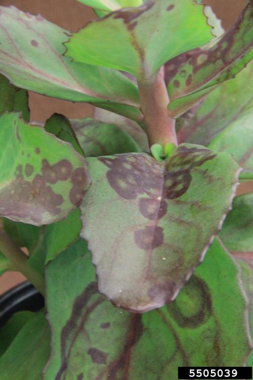 Potyviruses (Genus Potyvirus)