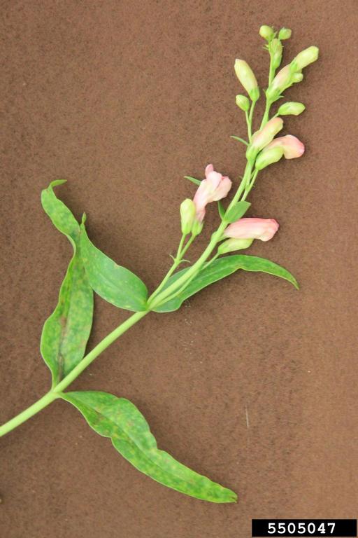 impatiens necrotic spot virus (INSV) (Tospovirus Impatiens necrotic ...