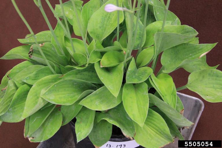 Hosta Virus X (Potexvirus Hosta Virus X (HVX))