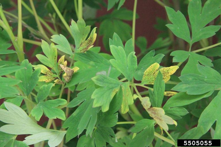 Tobacco Rattle Virus (TRV) (Tobravirus Tobacco Rattle Virus)