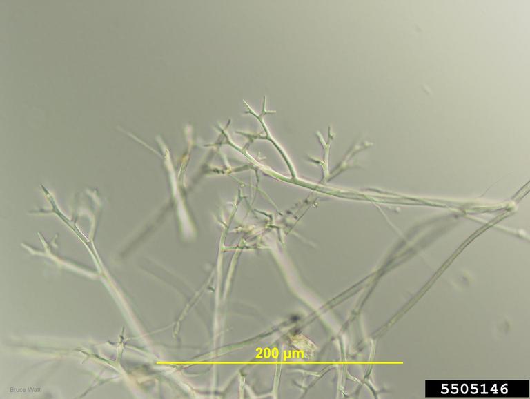 hops downy mildew (Pseudoperonospora humuli)