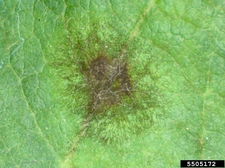 apple scab (Venturia inaequalis)